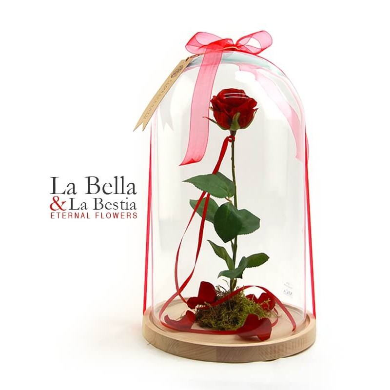 Rosa La Bella y La Bestia. Rosa Eterna Preservada ¡Envío Gratis!