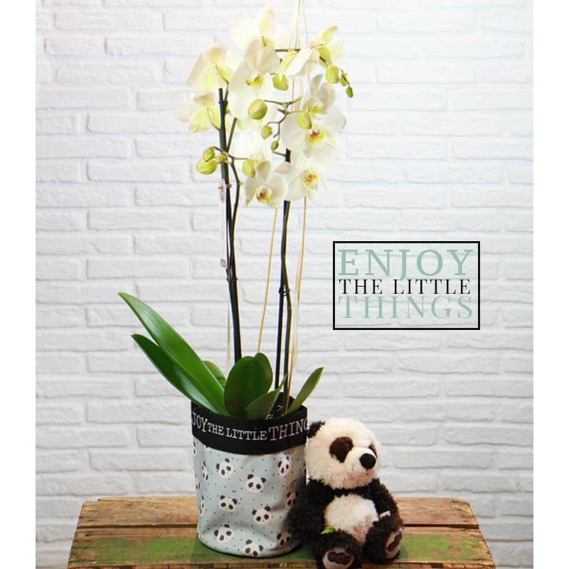 Buy Orchid with Panda Bear Give Panda and Orchid Plant as a Gift