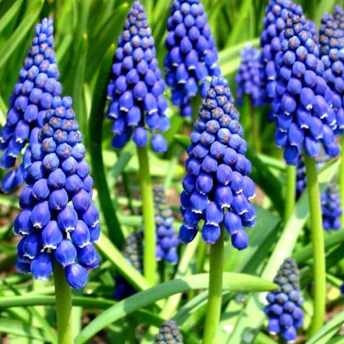 Regalar muscari alegres racimos del invierno - Florestore